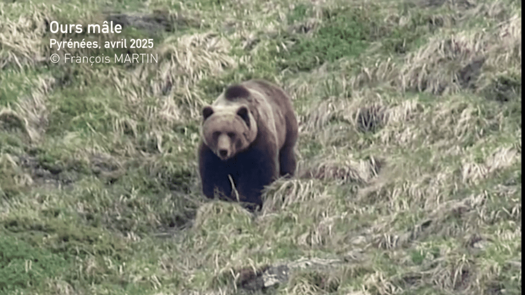 Vidéo : Un ours adulte vivant à son rythme dans son environnement ...